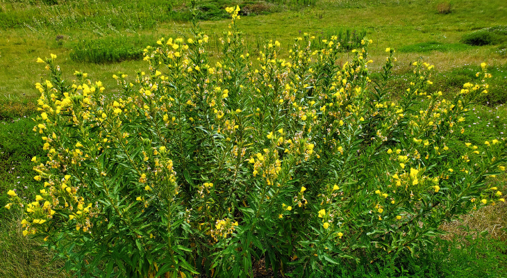 Discovering the Common Evening Primrose | The Garden Scoop | Illinois Extension | UIUC
